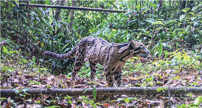 The clouded leopard: Shadows in the canopy of Bangladesh - PressReader