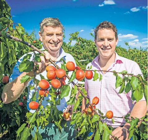 Kent family picks buyer for orchard empire - PressReader