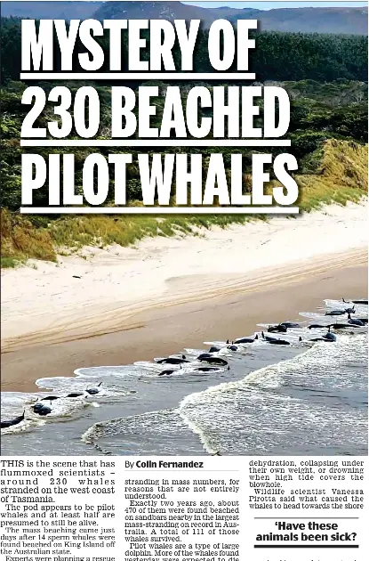 MYSTERY OF 230 BEACHED PILOT WHALES - PressReader