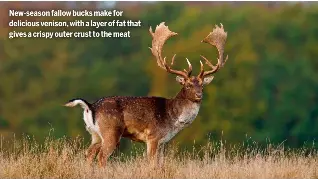 ROAST FALLOW RUMP WITH A MARMITE AND CHIVE BUTTER - PressReader