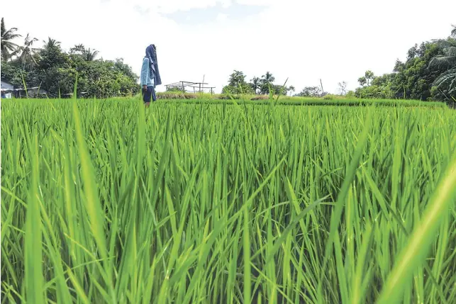 ₧20/kilo rice: Not today, but cheap rice is goal - PressReader