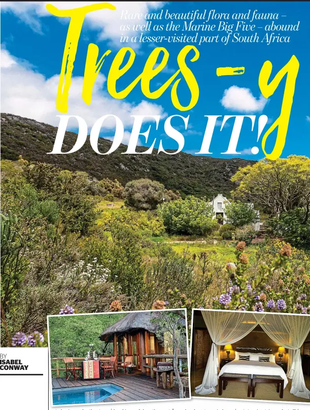 Trees-y DOES IT! - PressReader