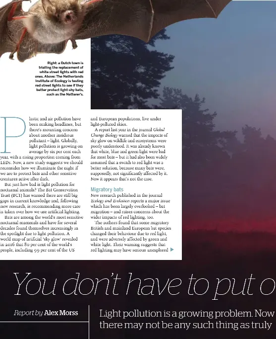 Bats and light pollution - PressReader