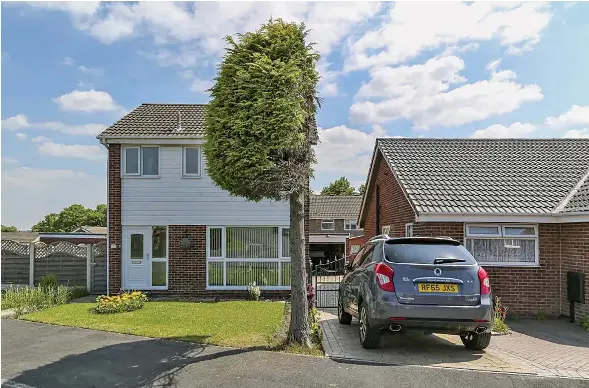 Bizarre Half-Cut Tree From Neighbour Dispute Tagged as Tourist ...