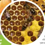 Heuningbye verrig ’n belangrike taak - PressReader