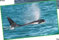 Whale whale whale, would you look at that - PressReader