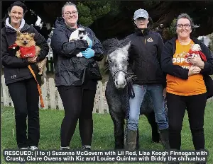 Animal shelters are now feeling the bite WOOF TIMES FOR OUR FOUR-LEGGED ...