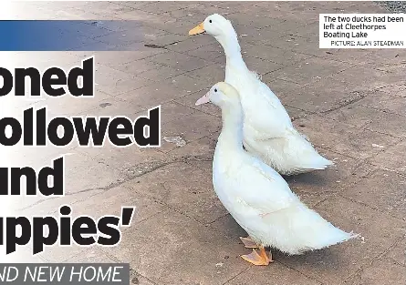 Two abandoned pet ducks followed people around ‘like lost puppies ...