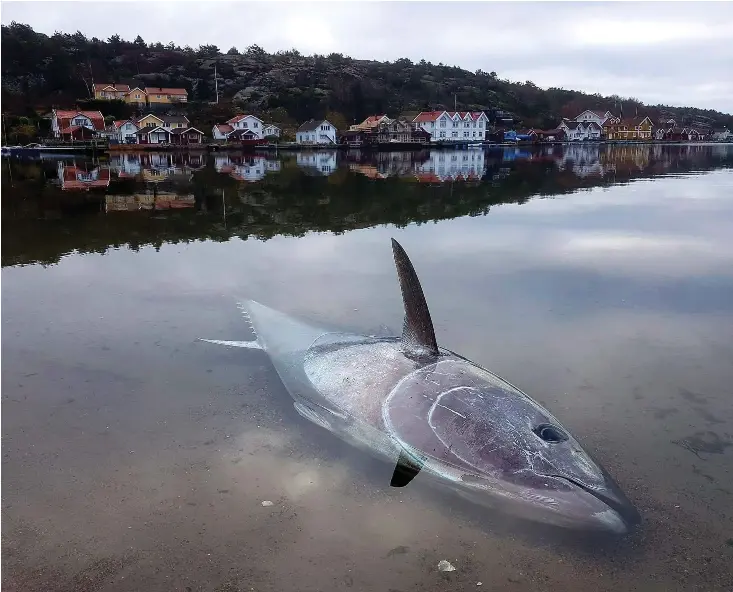 Strandad tonfisk i Kämpersvik väckte intresse - PressReader