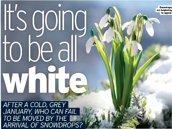 It’s going to be all white - PressReader