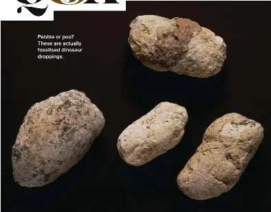 What are coprolites and how are they useful? - PressReader