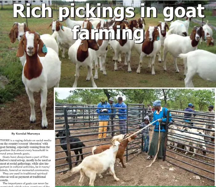 Rich pickings in goat farming - PressReader