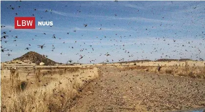 Sprinkane: Plaag ergste in 50 jaar! - PressReader