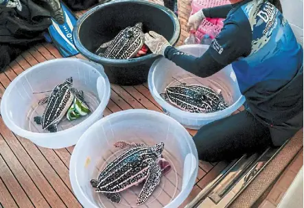 Trackers boost conservati­on hopes for turtles - PressReader