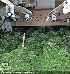 Cannabis farmer caught trying to escape via roof - PressReader