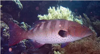 Quand le mérou fait signe à la murène… - PressReader