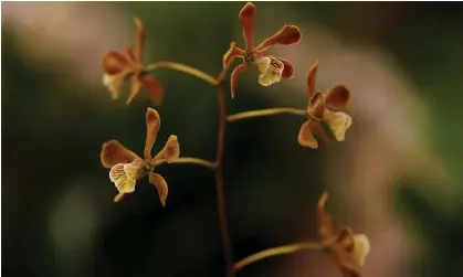 Scientists transplant soil fungi in race to save world’s threatened ...