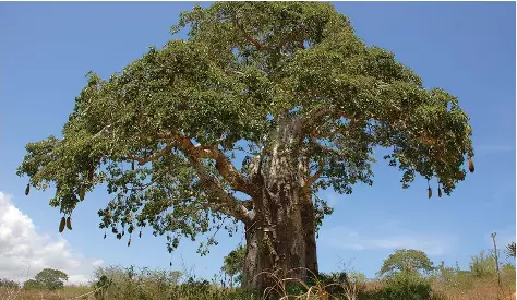 Agrónomo defende valorizaçã­o do imbondeiro - PressReader