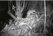 Rare giant rat photograph­ed for 1st time in Solomon Islands - PressReader