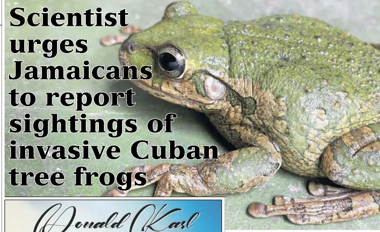 Scientist urges Jamaicans to report sightings of invasive Cuban tree ...