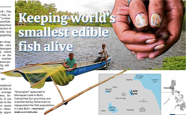 Keeping world’s smallest edible fish alive - PressReader