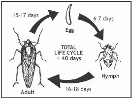 Management of planthoppe­rs and leafhopper­s - PressReader