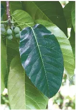 Our Native Tree - PressReader