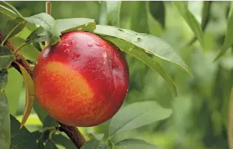 Stone fruit industry bounces back - PressReader