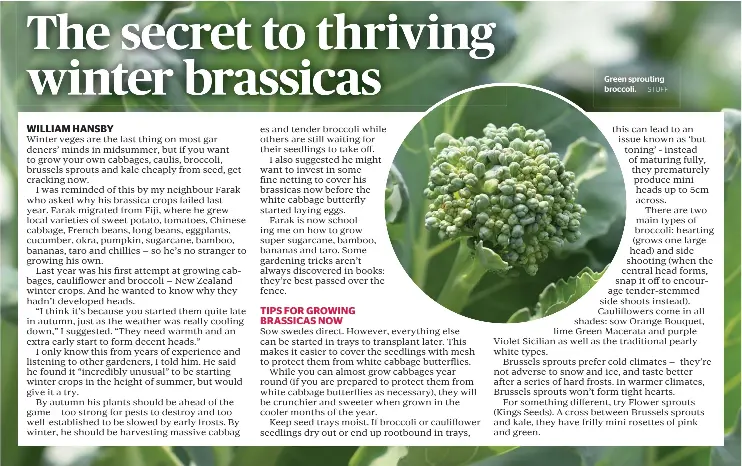 The secret to thriving winter brassicas - PressReader