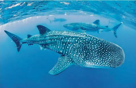 ¿Cómo se sabe si una especie está en peligro de extinción? - PressReader