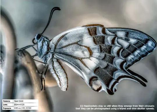 Infrared insects - PressReader