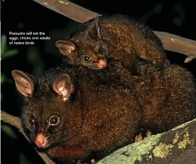 MARK CARWARDINE - PressReader