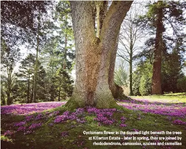 Beneath the tulip trees - PressReader