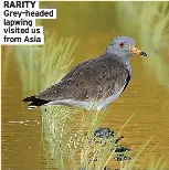 Vintage year to get chirpy about - PressReader