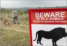 Living alongside lions in Kenya is dazzling, dangerous - PressReader