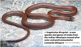 Veggie piranha among species named in 2024 - PressReader