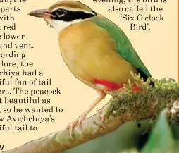 Indian Pitta (Avichchiya) - PressReader