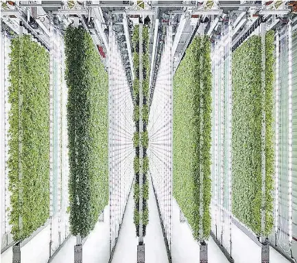 Walmart invests in indoor vertical farm - PressReader