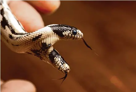 Snake with 2 heads ‘clumsy but fearless’ - PressReader