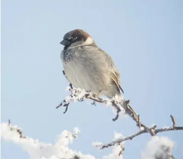 The top five birds spotted on Scotland's farms this year - PressReader