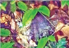 Sg Rawog conservati­on area: A beacon for biodiversi­ty - PressReader