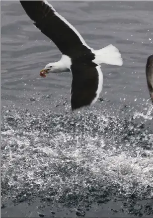 Life at the sharp end Why sharks in Scottish waters are fishermen’s friends ... - PressReader