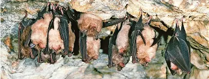 Helping to create a bat-friendly environmen­t - PressReader