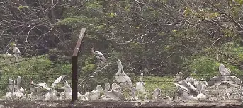 Accessible viewing points identi ed at Pallikaran­ai marsh for ...