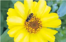 These flowers bring bees, other pollinator­s to the veggie plot ...