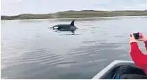 Island couple stunned as pod of orcas swims under rowing boat - PressReader