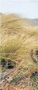 Tauranga man hounoured for conservati­on work - PressReader