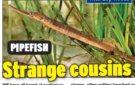 Strange cousins - PressReader