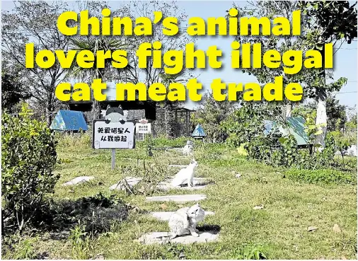 China’s animal lovers fight illegal cat meat trade - PressReader