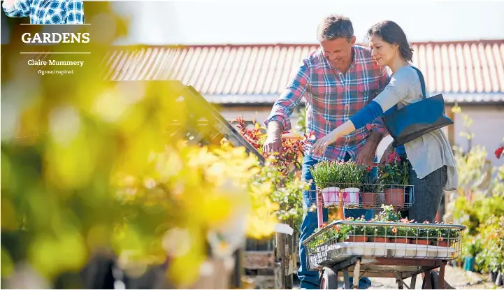 SEEDLINGS Expert tips on buying - PressReader